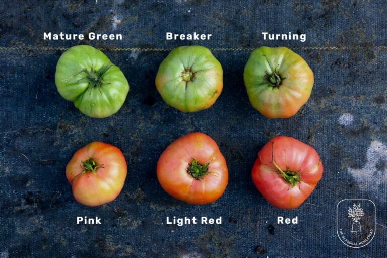 When to Harvest Tomatoes (With Photos) - The Seasonal Homestead
