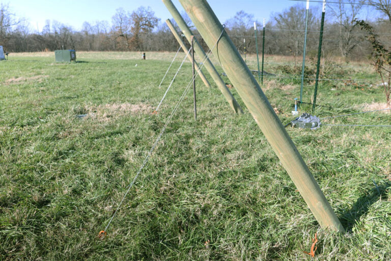 Best DIY Blackberry Trellis (Get Huge Yields!) - The Seasonal Homestead